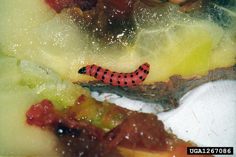 cactus moth (Cactoblastis cactorum (Berg))
