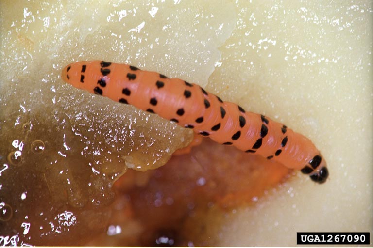 cactus moth, Cactoblastis cactorum (Lepidoptera: Pyralidae) - 1267090