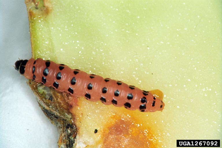 cactus moth (Cactoblastis cactorum (Berg))