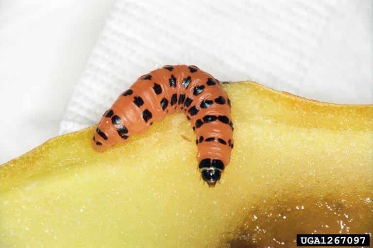 cactus moth (Cactoblastis cactorum (Berg))