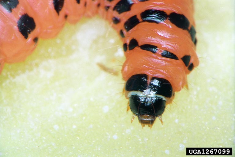 cactus moth (Cactoblastis cactorum (Berg, 1885))
