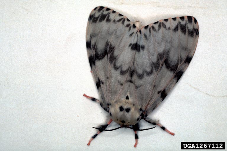 rosy gypsy moth (Lymantria mathura Moore)