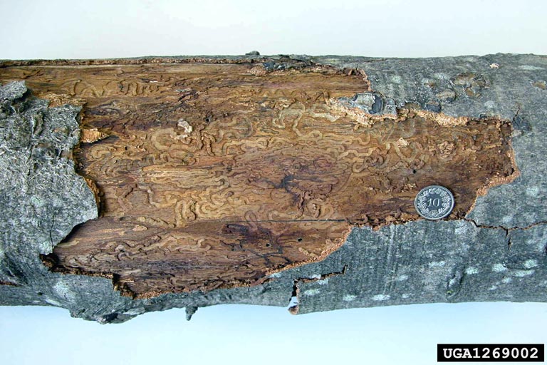 beech splendor beetle (Agrilus viridis (Linnaeus, 1758))