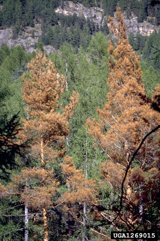 engraver beetle (Ips acuminatus)