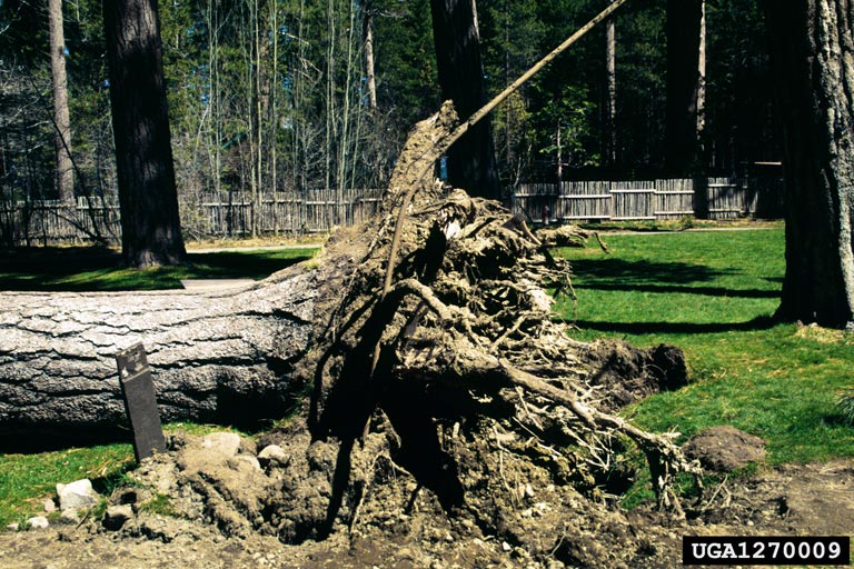 root lifting, soil heaving, and windthrow