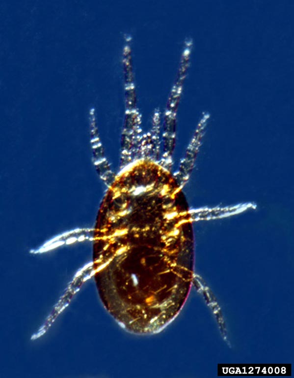 mite (Family Laelapidae)