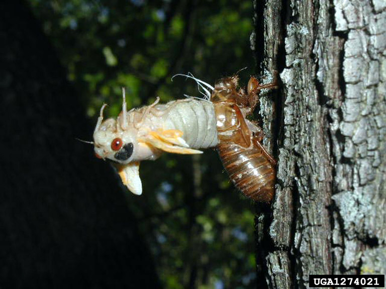 periodical cicada (Magicicada septendecim)