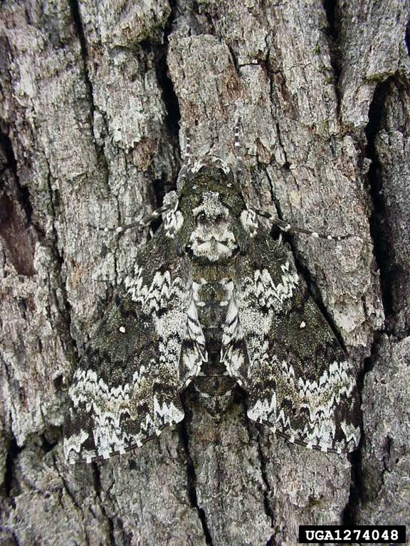 rustic sphinx moth (Manduca rustica (Fabricius))