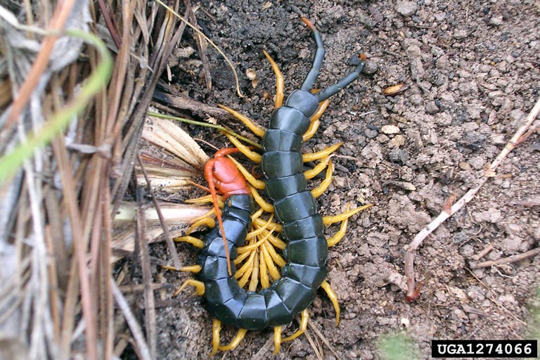 centipede (Family Scolopendridae)
