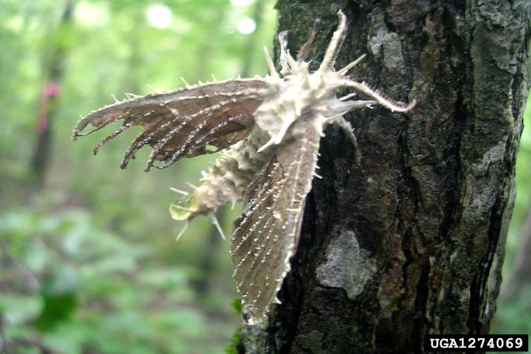 Arctiid moths (Family Arctiidae)