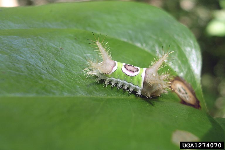 saddleback caterpillar (Acharia stimulea (Clemens))