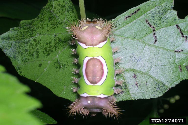 saddleback caterpillar (Acharia stimulea (Clemens))