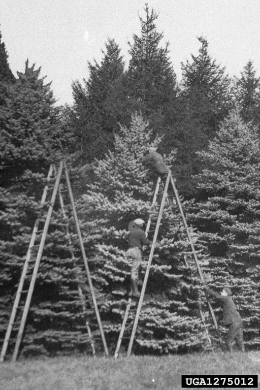 spongy moth (formerly gypsy moth) (Lymantria dispar (Linnaeus))