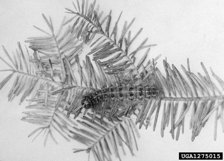 spongy moth (formerly gypsy moth) (Lymantria dispar (Linnaeus))