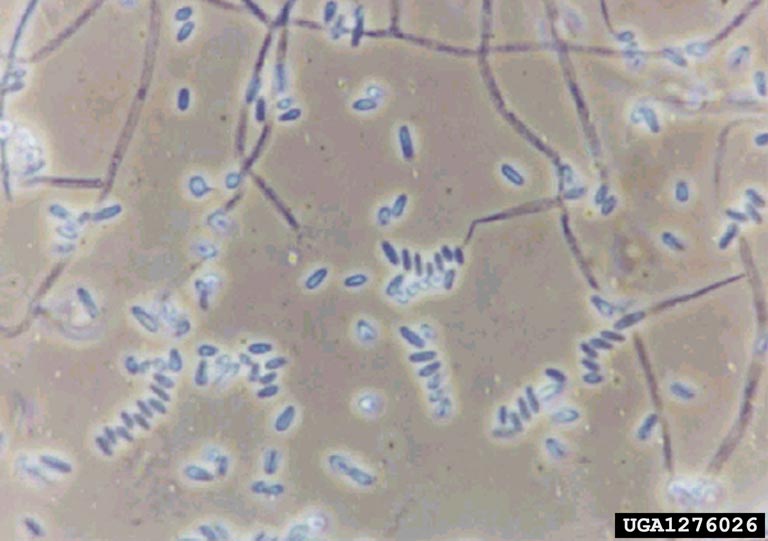 Lecanicillium wilt (Lecanicillium lecanii)