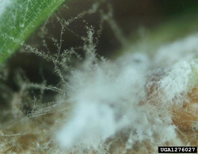 Lecanicillium wilt (Lecanicillium lecanii)