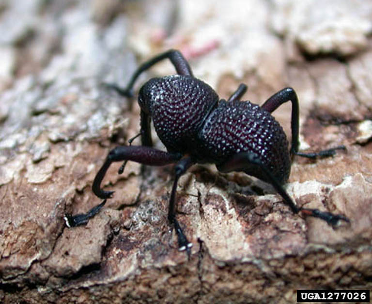 Chilean pine spider weevil (Rhyephenes humeralis (Guerin, 1830))