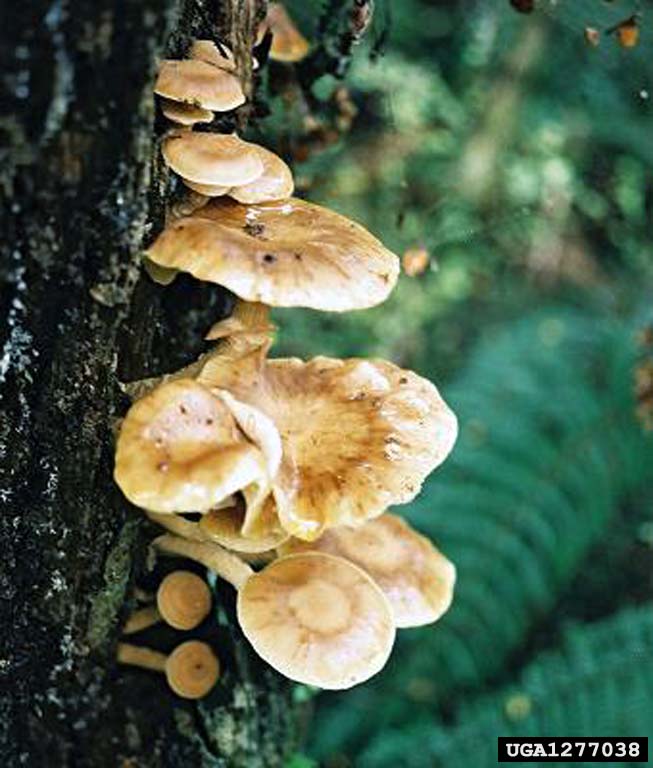 Armillaria root rot (Armillaria novae-zelandiae)