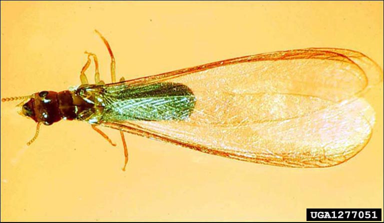 west indian powderpost drywood termite (Cryptotermes brevis (Walker))