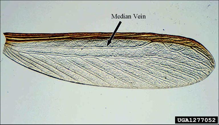 west indian powderpost drywood termite (Cryptotermes brevis)