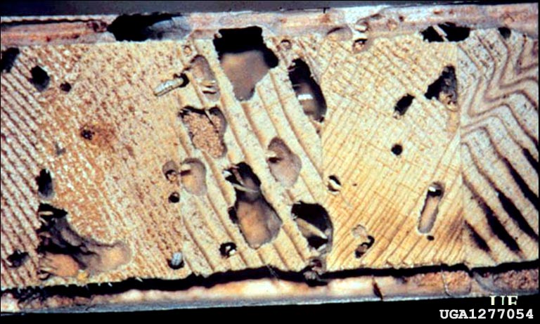 west indian powderpost drywood termite (Cryptotermes brevis)