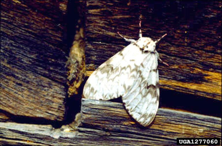 rosy gypsy moth (Lymantria mathura)