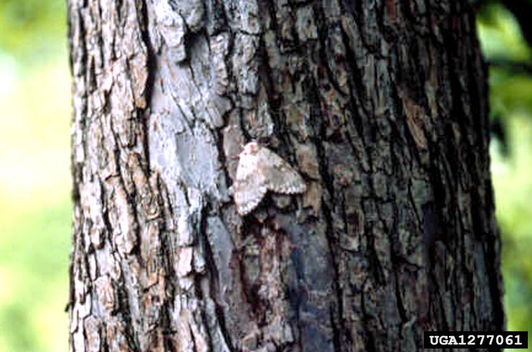 rosy gypsy moth (Lymantria mathura Moore)