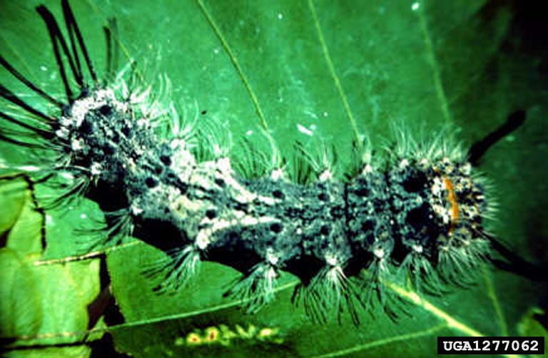 rosy gypsy moth (Lymantria mathura)