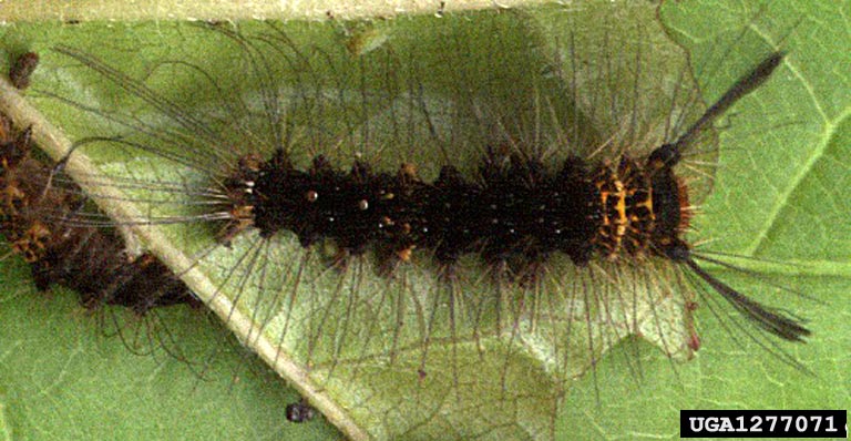 rosy gypsy moth (Lymantria mathura)