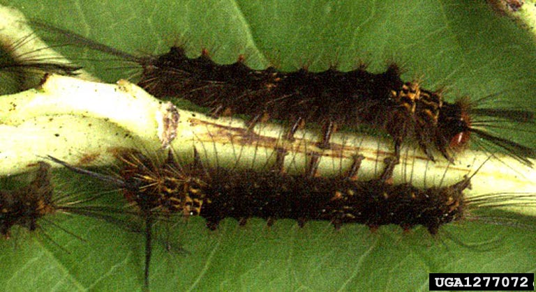 rosy gypsy moth (Lymantria mathura)