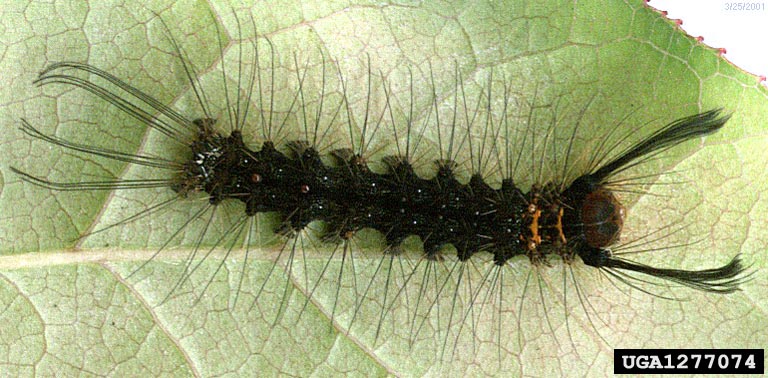 rosy gypsy moth (Lymantria mathura Moore)