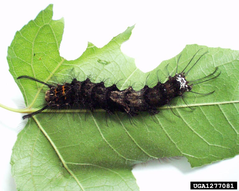 rosy gypsy moth (Lymantria mathura)