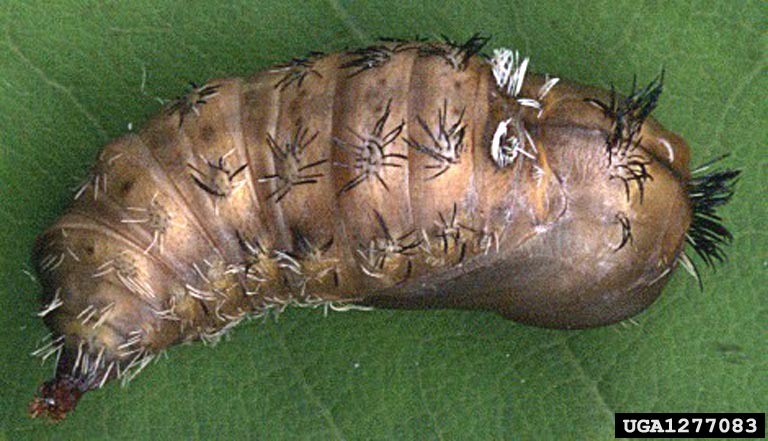 rosy gypsy moth (Lymantria mathura)