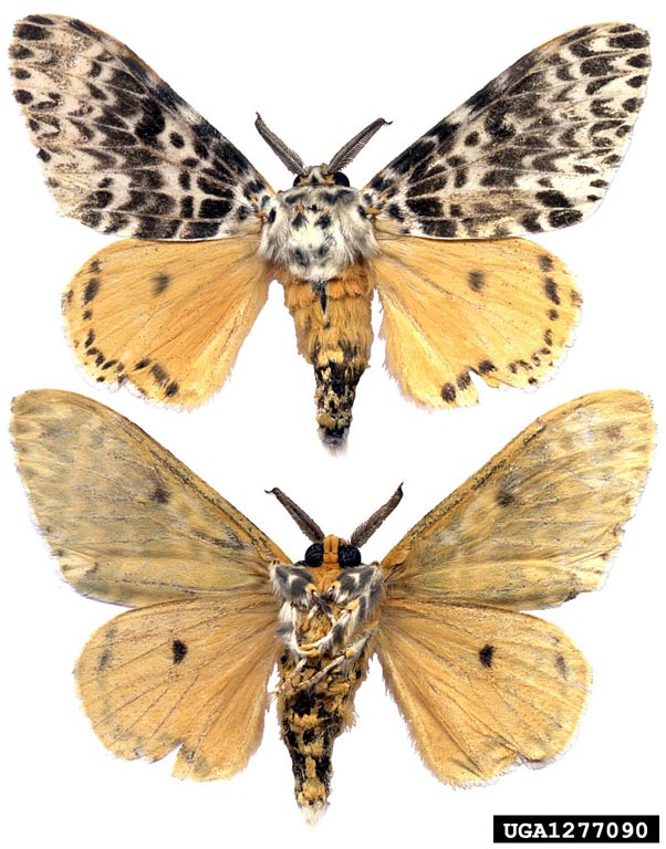 rosy gypsy moth (Lymantria mathura Moore)