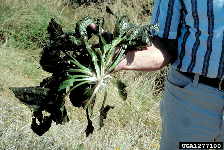 duck-lettuce (Ottelia alismoides (Linnaeus) Pers.)