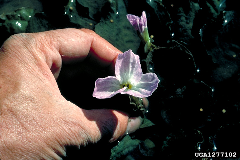 duck-lettuce (Ottelia alismoides)