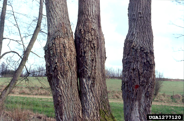 bacterial canker of poplar (Xanthomonas populi)