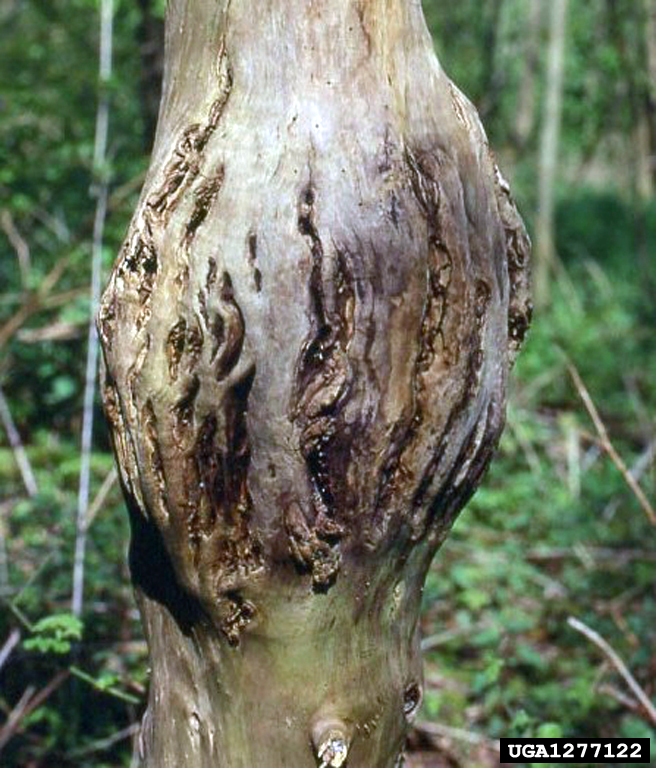 bacterial canker of poplar (Xanthomonas populi)