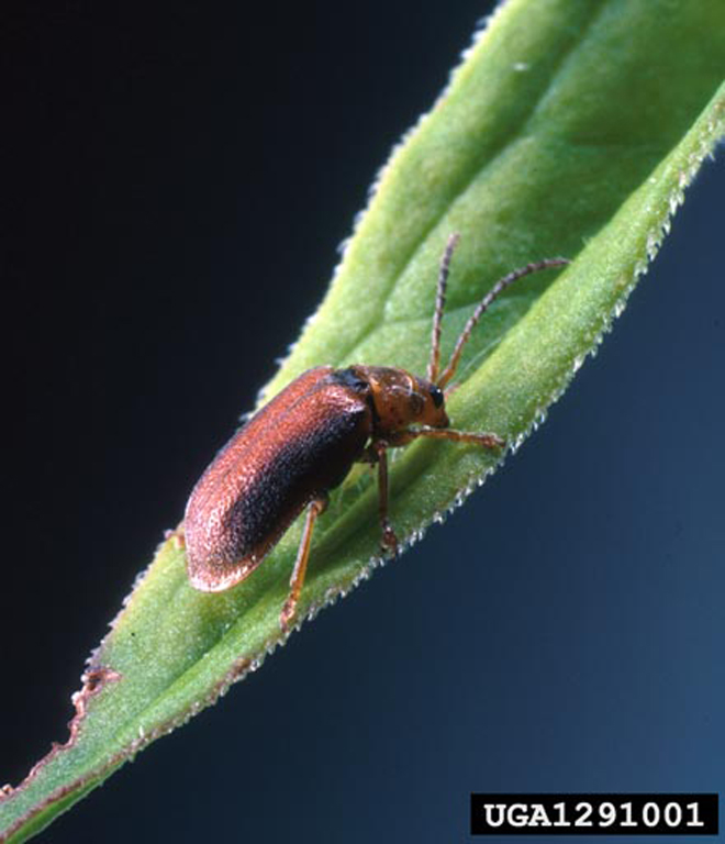 black-margined loosestrife beetle (Galerucella calmariensis)