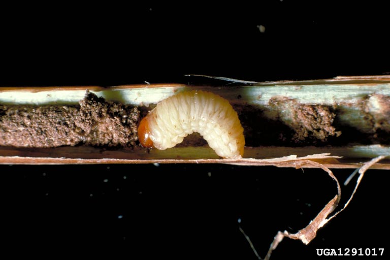 purple loosestrife root mining weevil (Hylobius transversovittatus ...