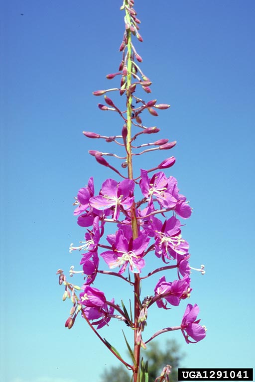 fireweed (Chamerion angustifolium (L.) Holub)