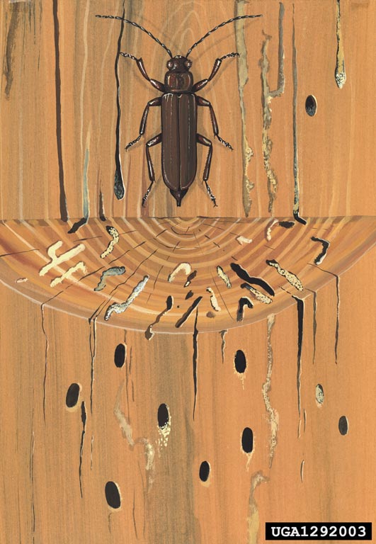 long-horned beetle (Arhopalus rusticus (Linnaeus, 1758))