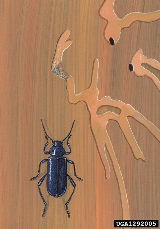 violet beetle (Callidium violaceum)