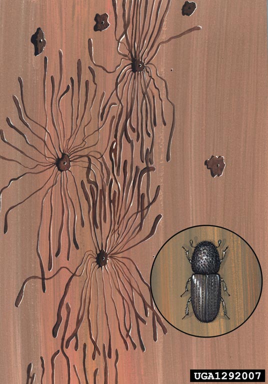 bark beetle (Cryphalus asperatus (Gyllenhal, 1813))