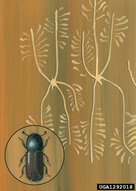 small spruce bark beetle (Ips amitinus)