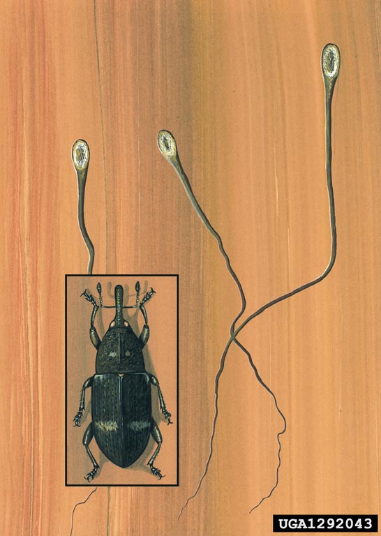 European silver fir weevil (Pissodes piceae (Illiger, 1807))