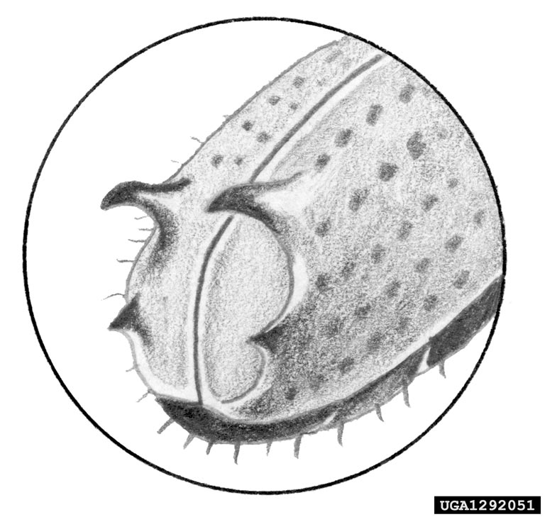 bark beetle (Pityogenes quadridens)