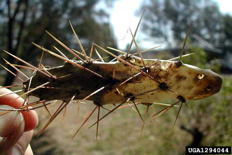 cactus moth (Cactoblastis cactorum ) on jointed prickly pear (Opuntia ...