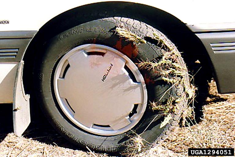 jointed prickly pear (Opuntia aurantiaca)