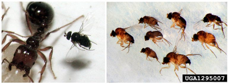 fire ant decapitating flies (Genus Pseudacteon Coquillett 1907)